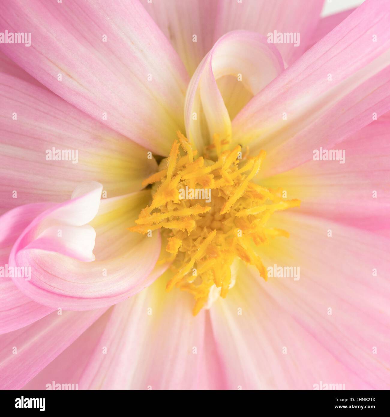 Close-up Detail of Center of Pink Dahlia Stock Photo - Alamy
