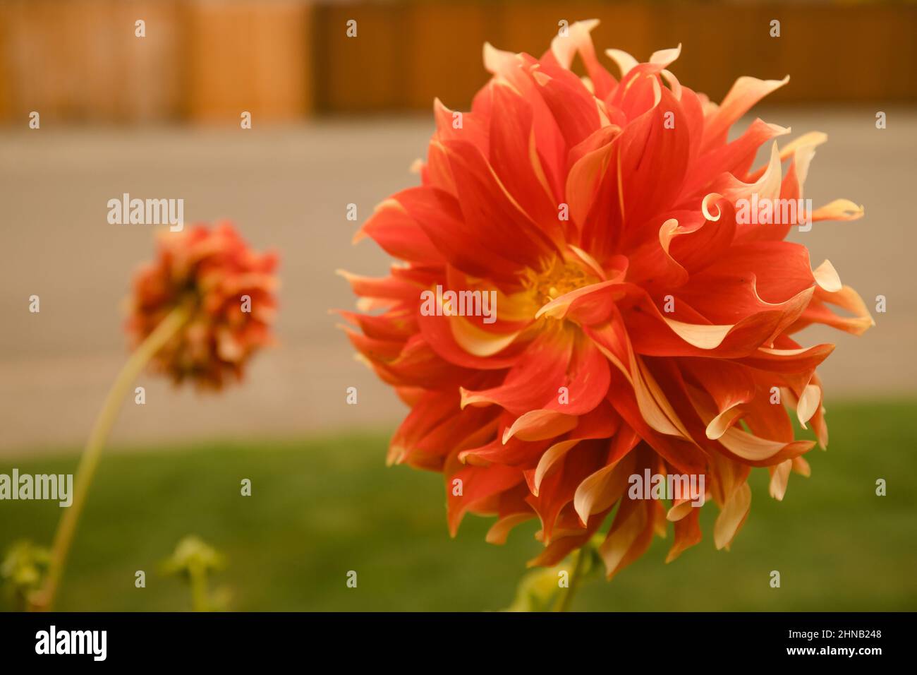 Red and Orange Dahlia Blooming During Golden Hour Stock Photo - Alamy