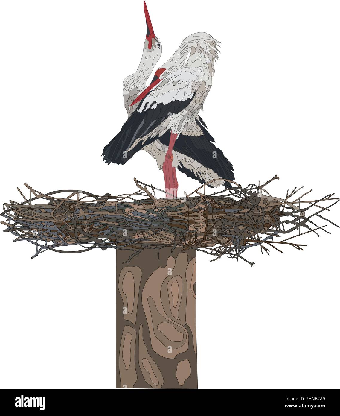 A pair of storks in a nest. Gray and white Storks on white background ...