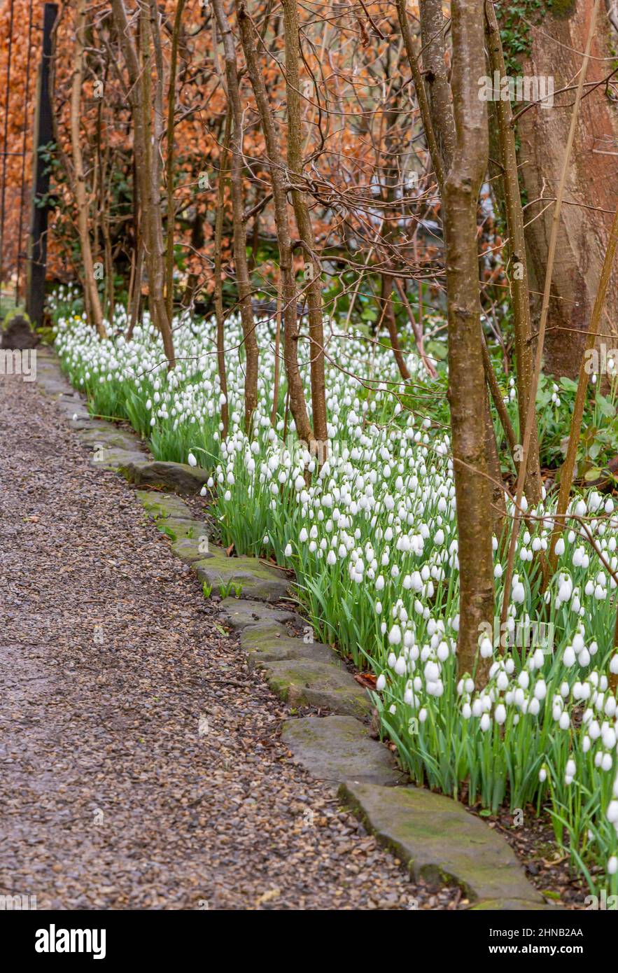 Snowdrops in flower under trees at York Gate Garden, Leeds Stock Photo ...
