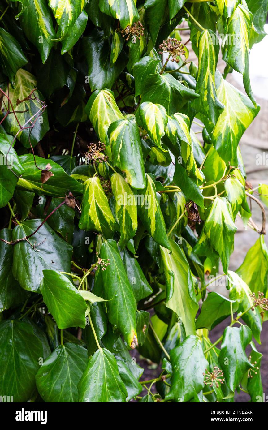 Persian Ivy growing up a wall in Yorkshire, England. This variagated ...
