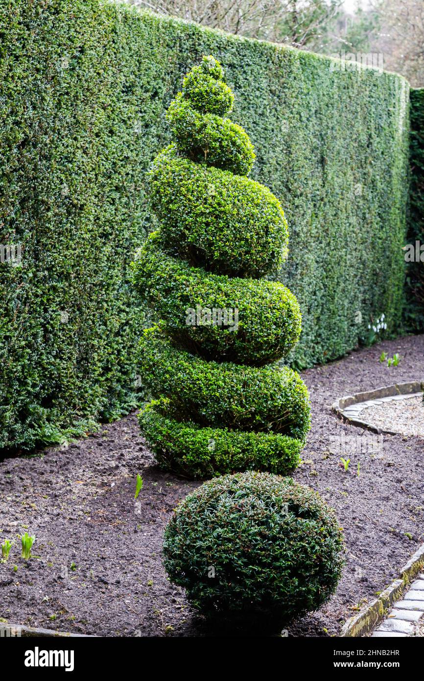 Buxus sempervirens topiary High Resolution Stock Photography and Images ...