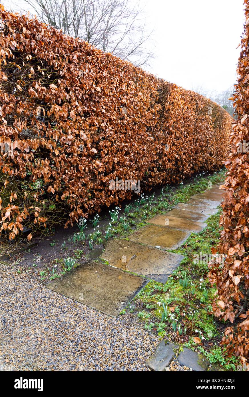 A winter beech hedge at York Gate Garden, Leeds Stock Photo - Alamy