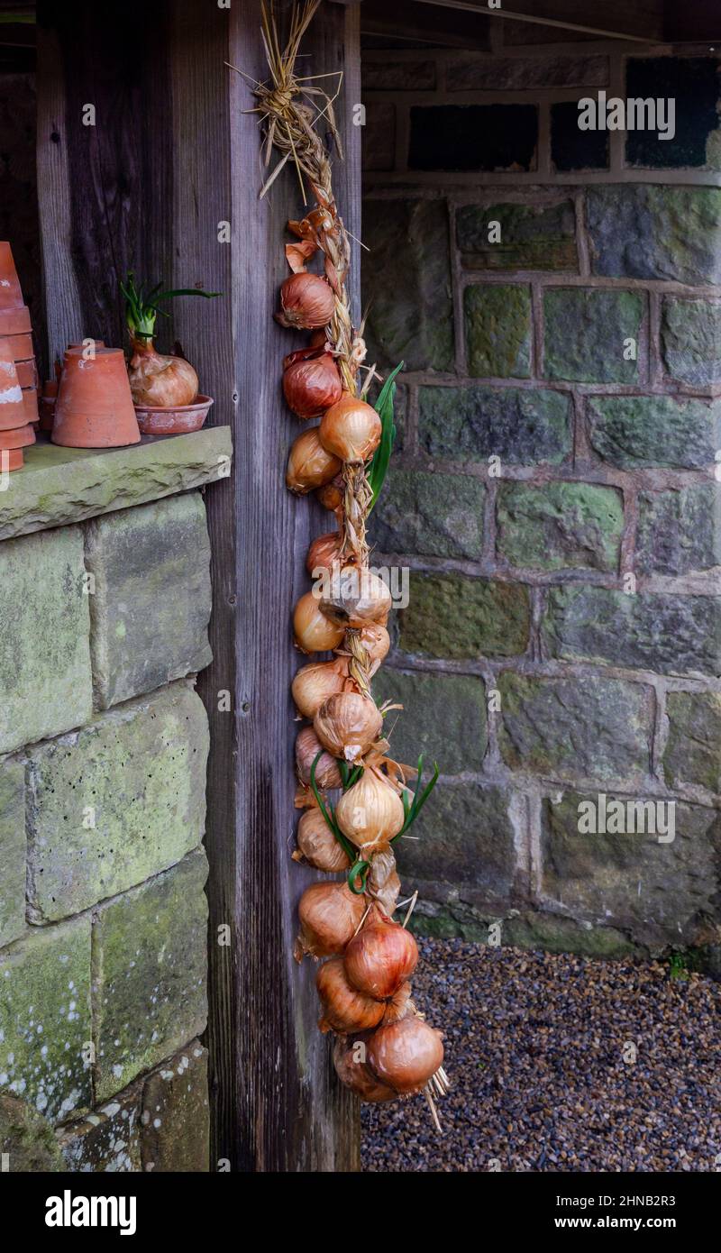 A string of onions hung up to dry Stock Photo - Alamy