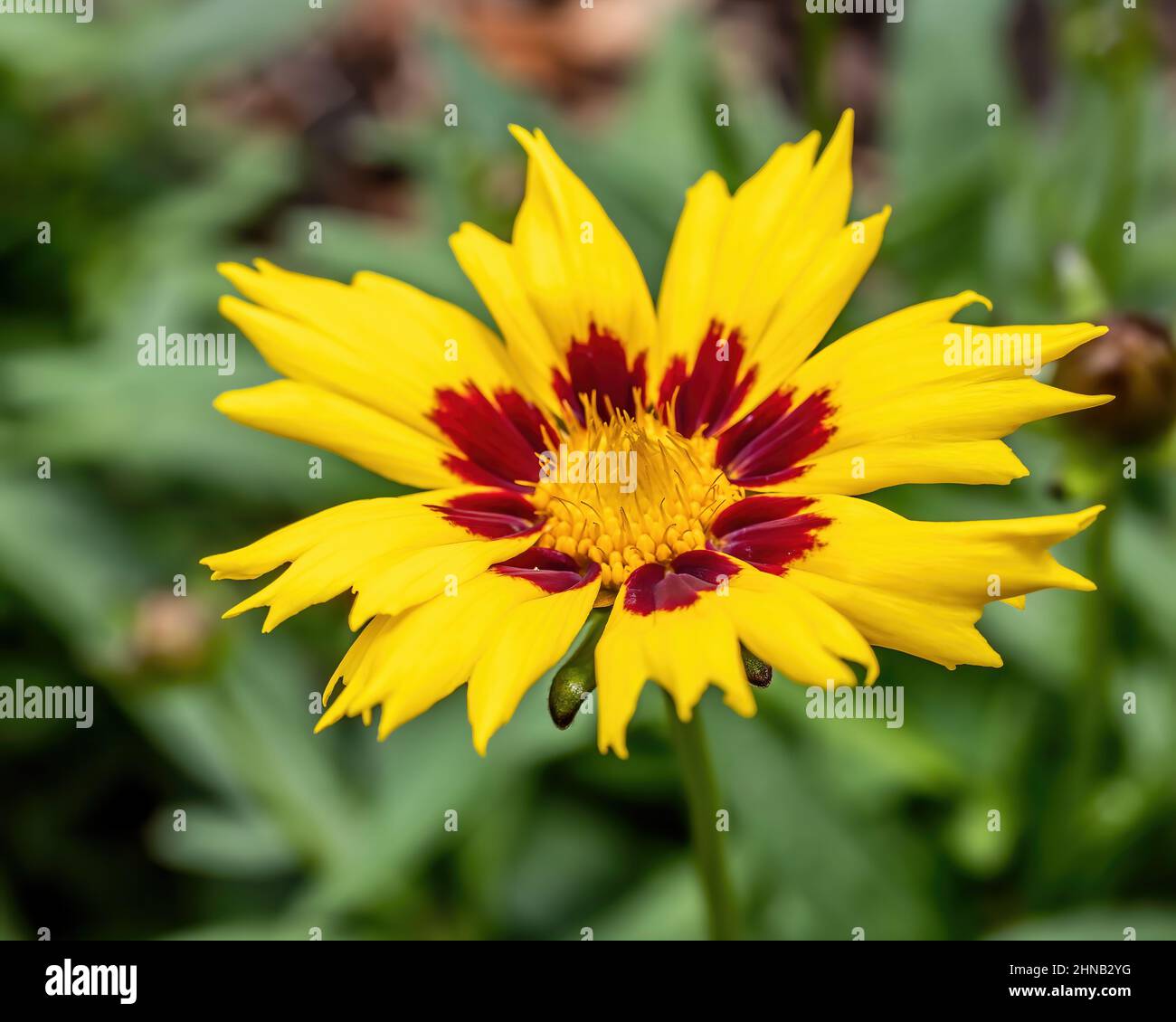 Closeup of a pretty yellow coreopsis flower blossom Stock Photo - Alamy