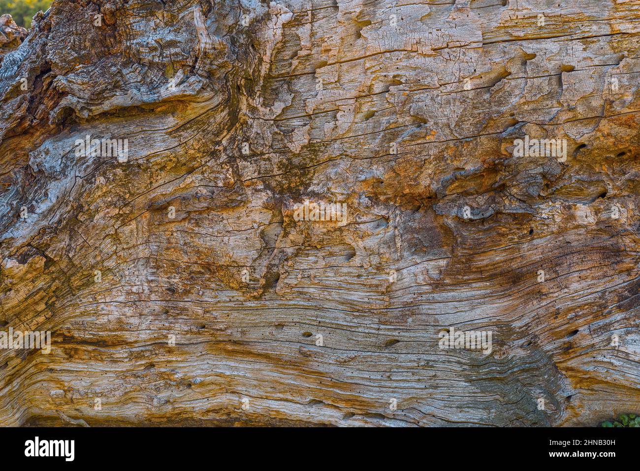 Tree cracked timber wood texture close up Stock Photo - Alamy