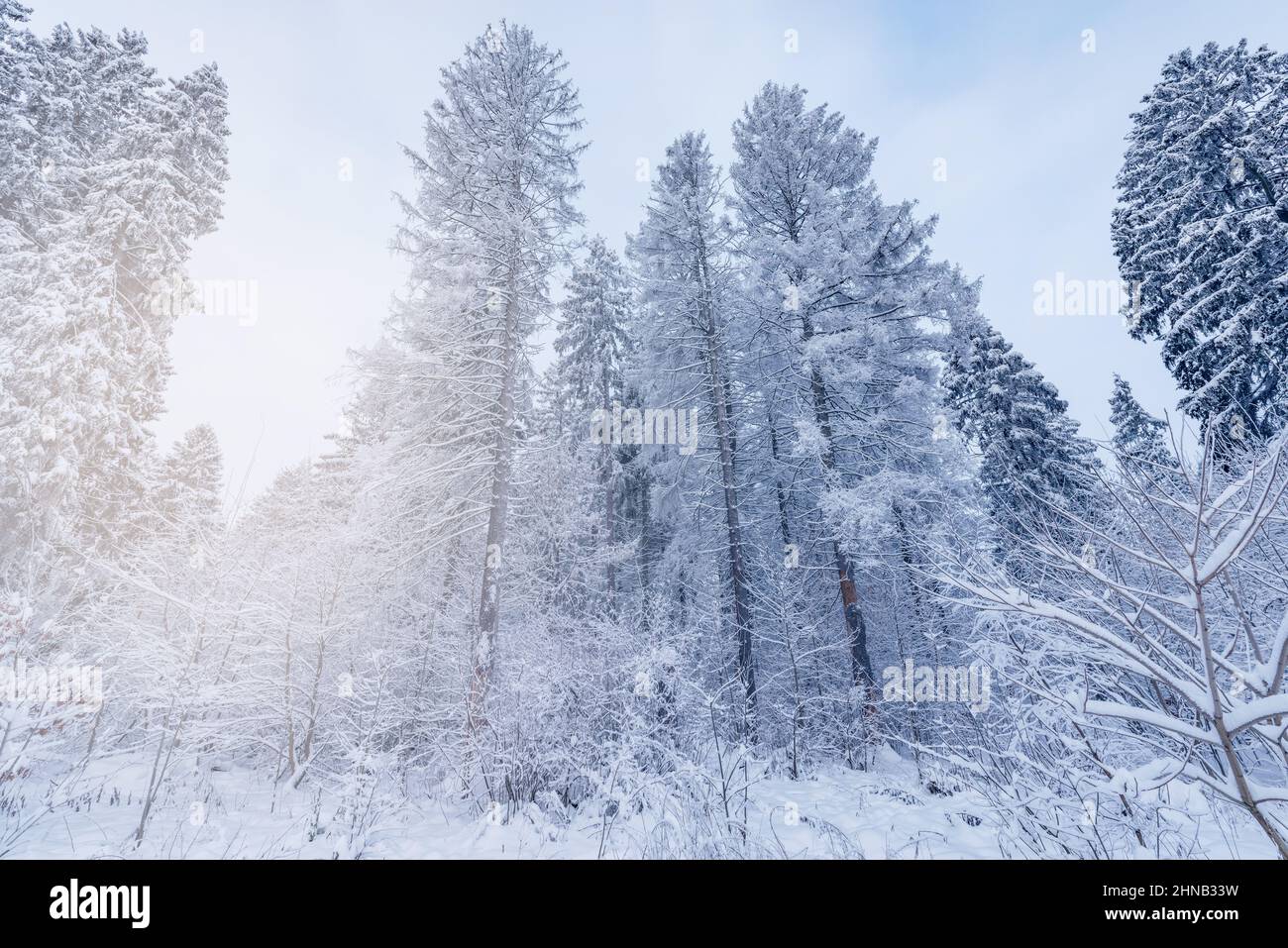 View of the winter forest at sunset time Stock Photo - Alamy