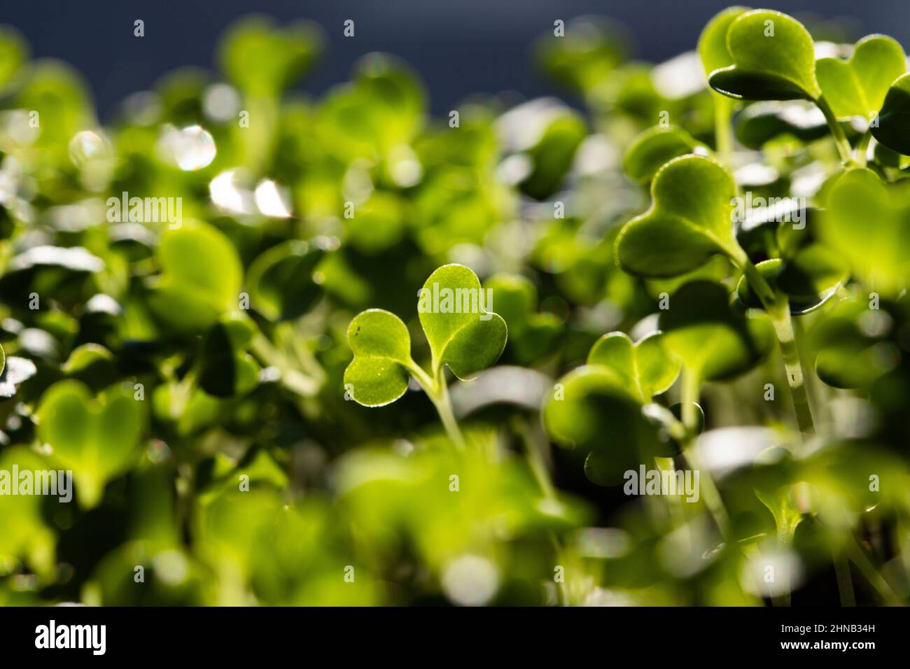 microgreens growing in pot healthy eco food Stock Photo - Alamy
