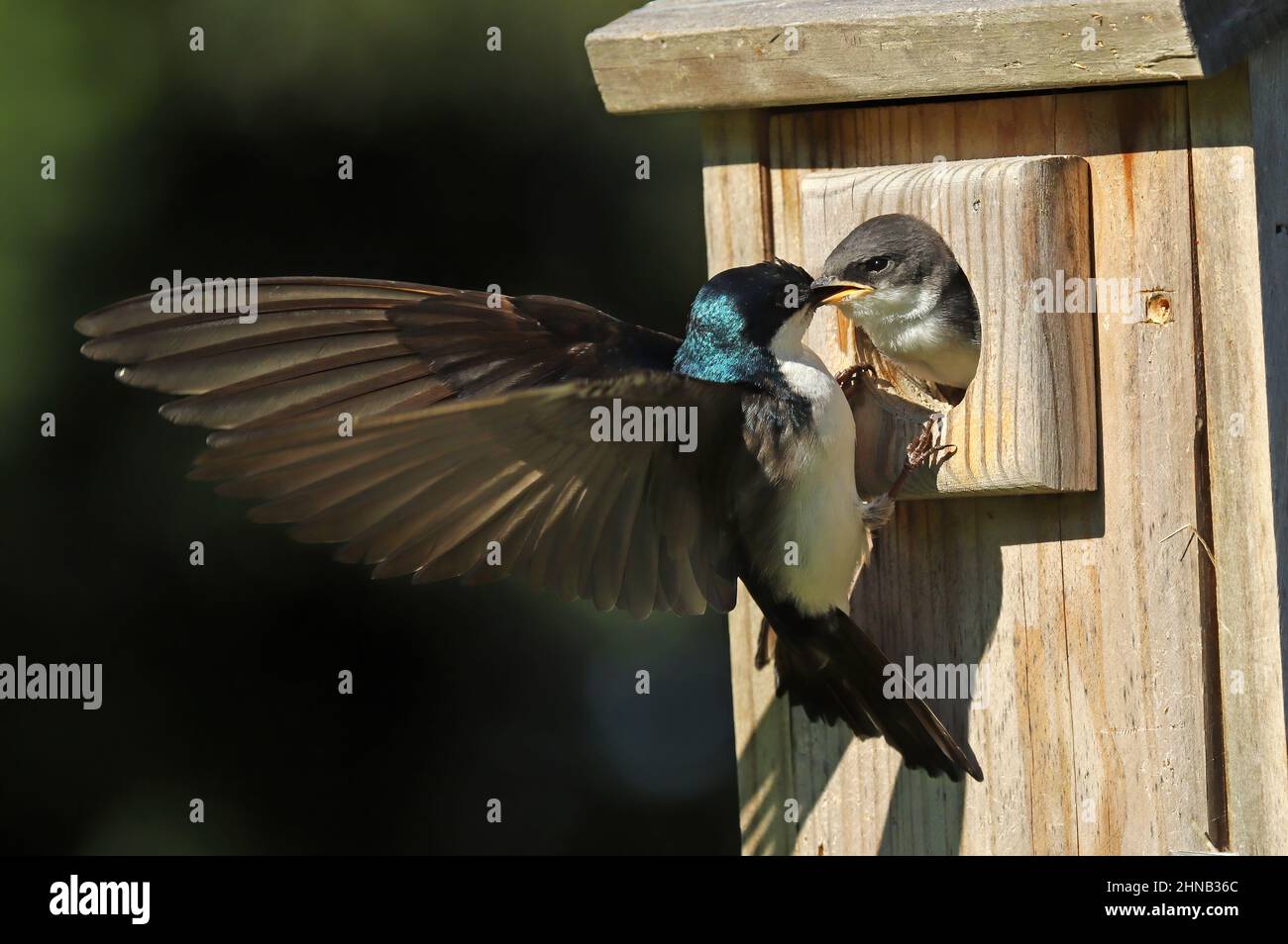 Tree swallow feeds nestling Stock Photo - Alamy