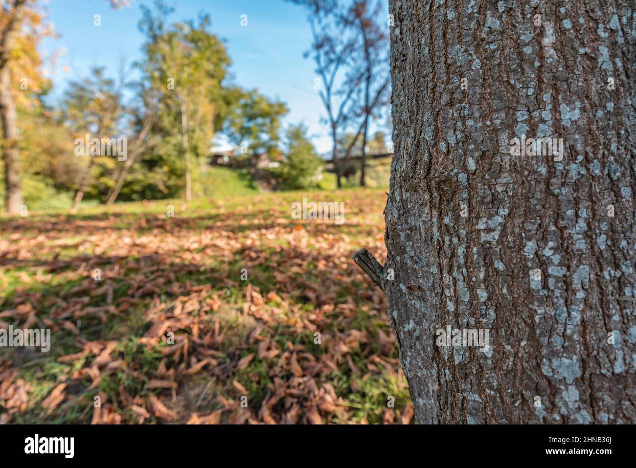 Tree with forest backgroundin and sky background Banja Luka Stock Photo ...