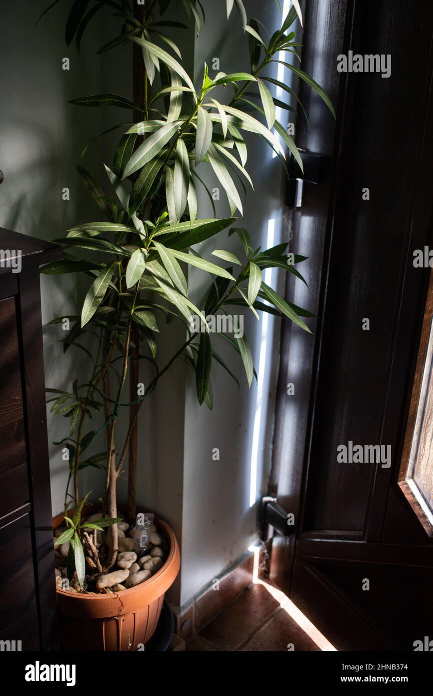 plant in a pot indoors Stock Photo - Alamy