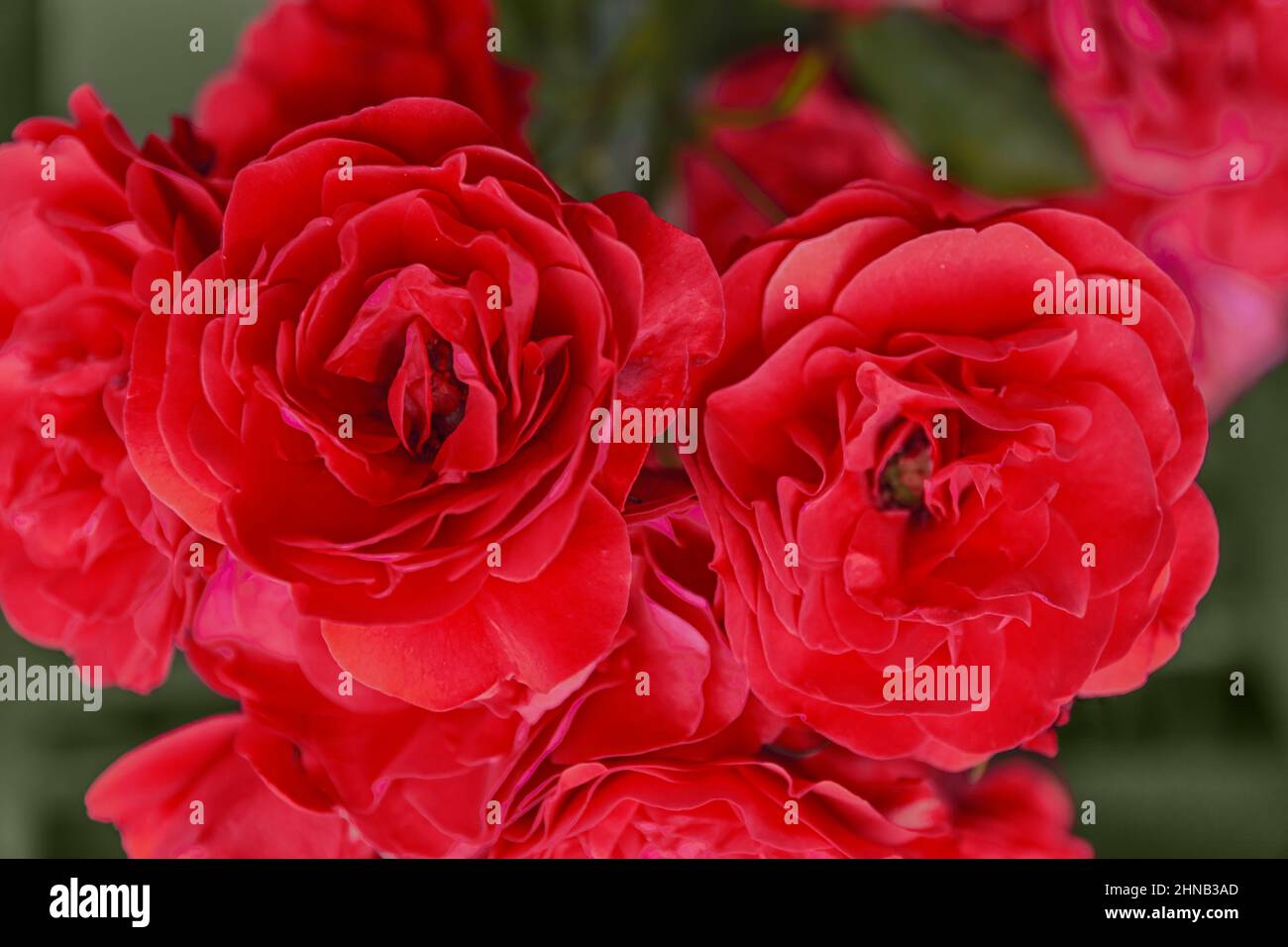Two big red rose in the nature garden with green bush Stock Photo - Alamy