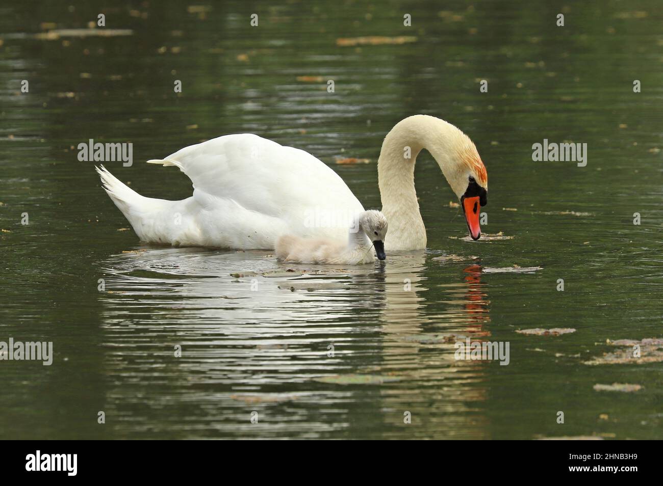 Cygnet swans hi-res stock photography and images - Alamy