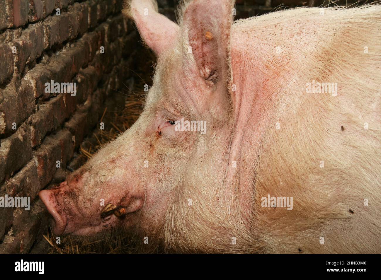 Portrait of a funny dirty pig in a pig farm Stock Photo - Alamy