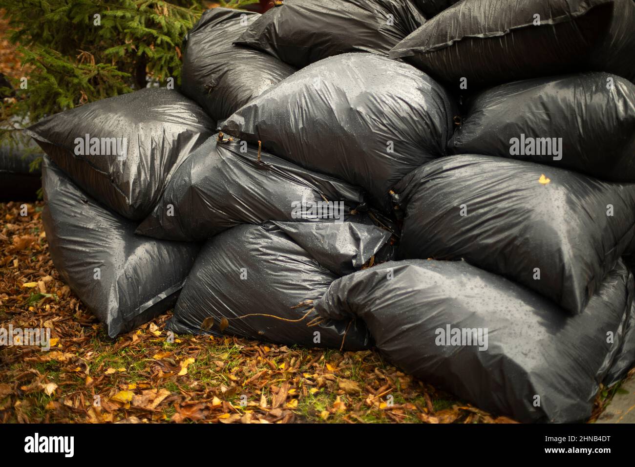 Garbage bags. Black waste bags. Garbage dump. Leaf harvesting Stock ...