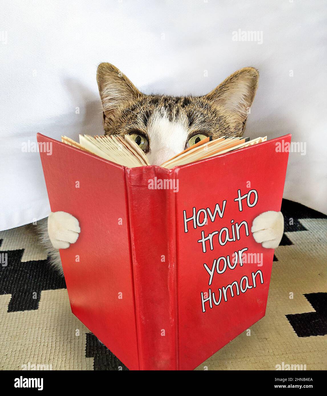 Reading cat hi-res stock photography and images - Alamy