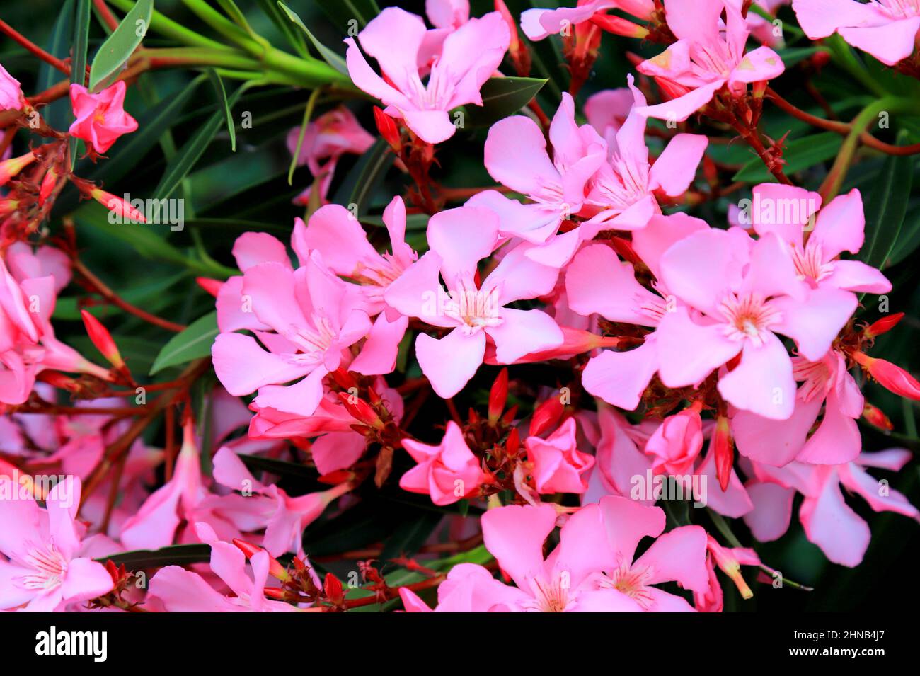 Best pink oleander flowers, Nerium oleander, bloomed in spring. Shrub ...