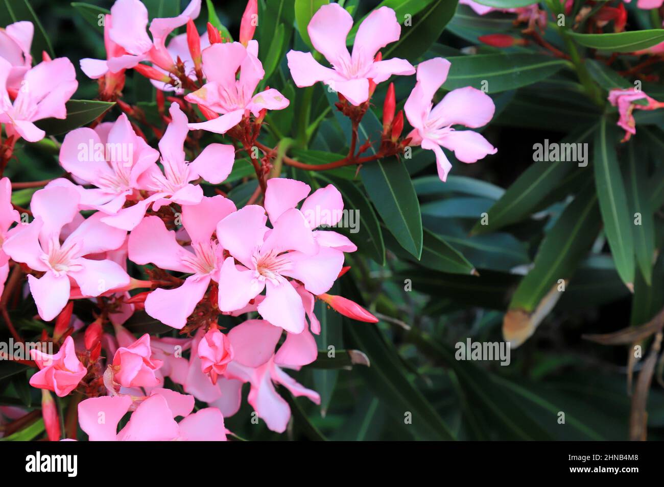 Best pink oleander flowers, Nerium oleander, bloomed in spring. Shrub ...