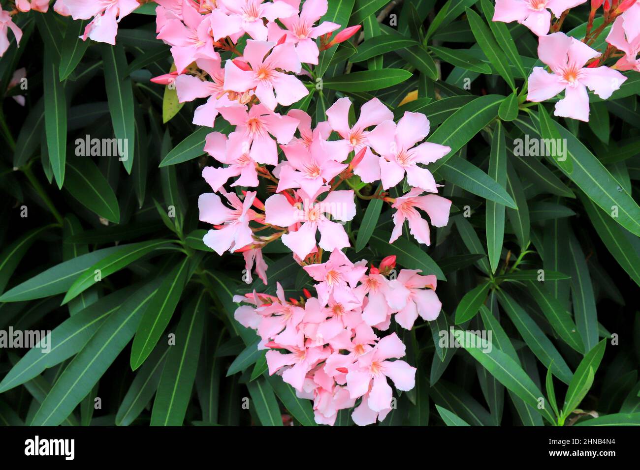Best pink oleander flowers, Nerium oleander, bloomed in spring. Shrub ...