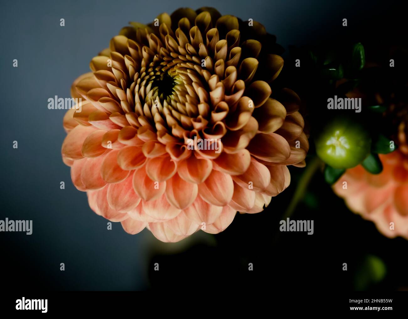 Dahlia cornel hi-res stock photography and images - Alamy