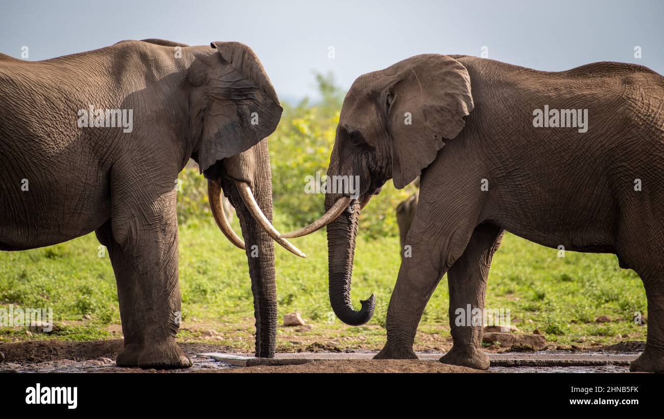 Elephants standing face to face in Kruger National Park, South Africa ...
