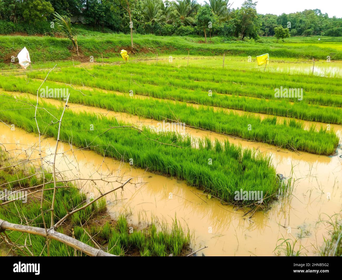 View of a paddy field filled with water surrounded by trees and grass ...