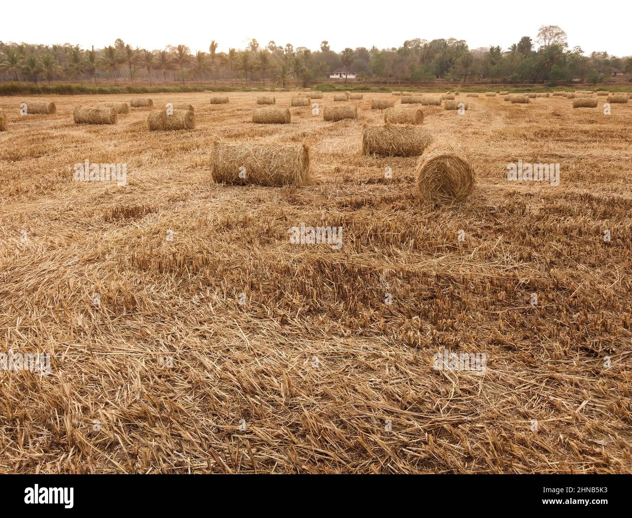Dry field and several dry grass hays in a paddy field with trees and a ...