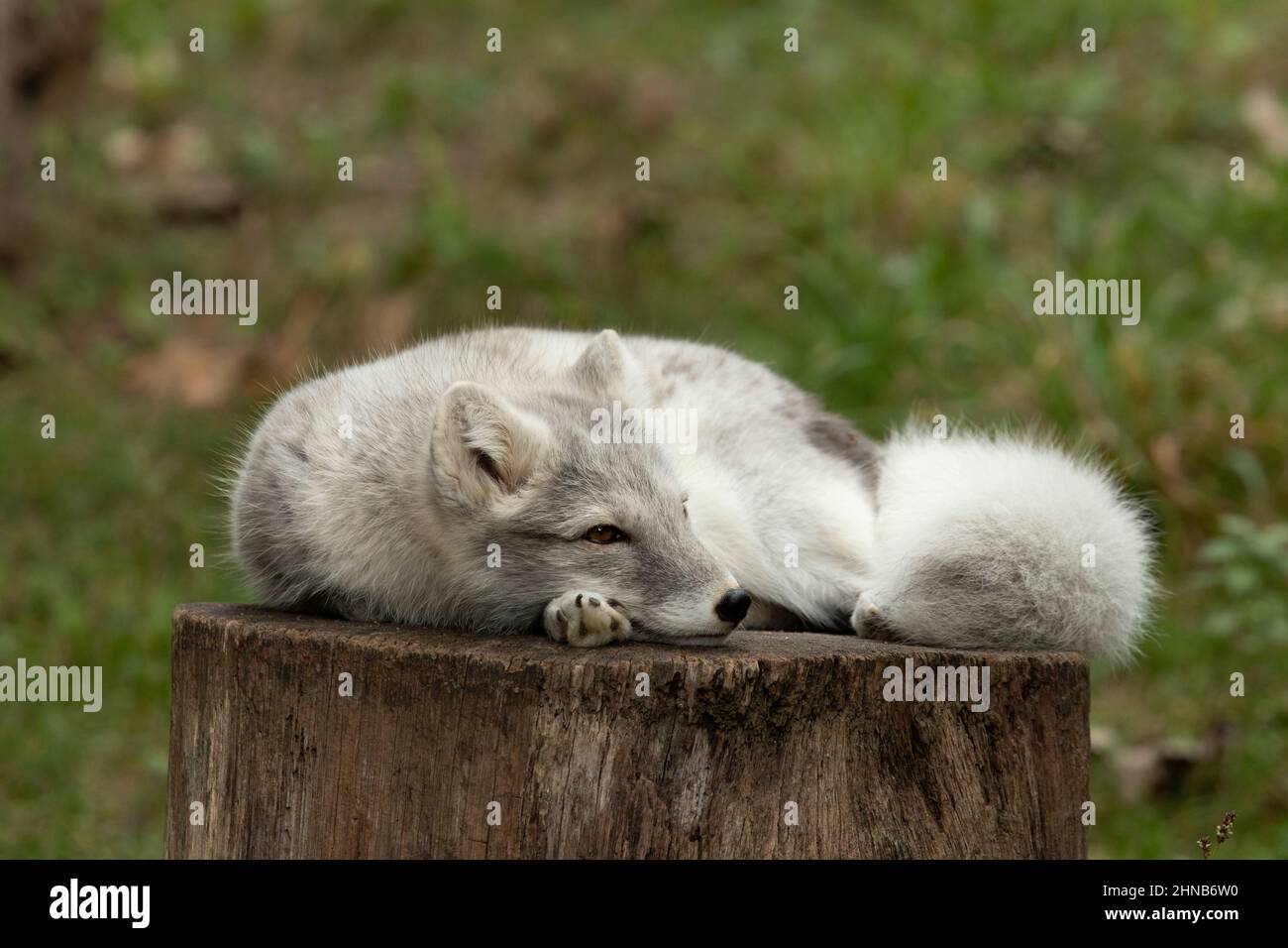 Arctic fox resting on stump Stock Photo - Alamy