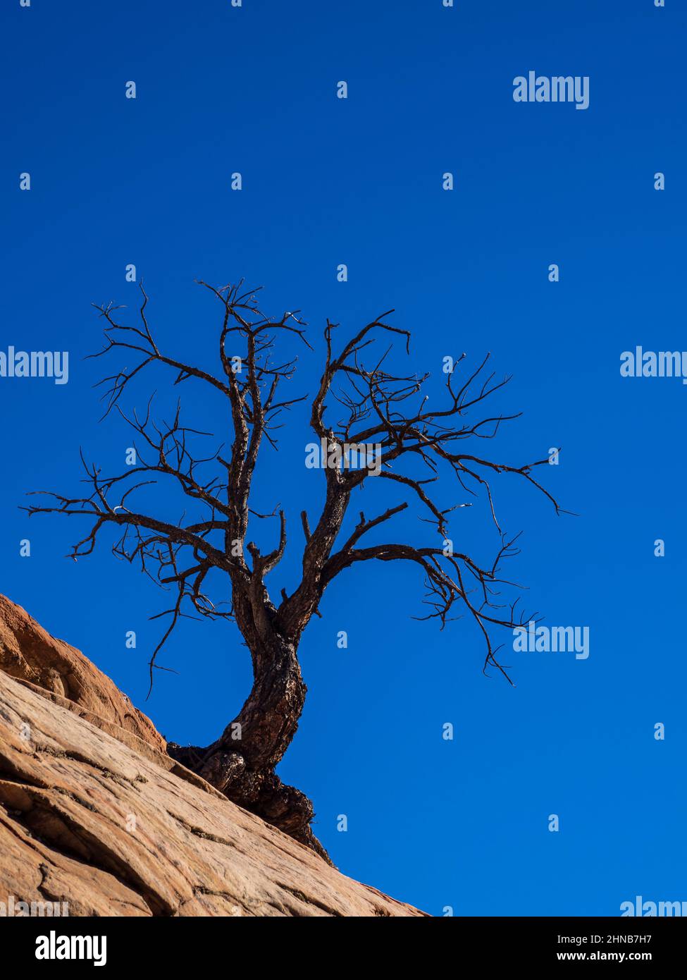 Pinon pine hi-res stock photography and images - Alamy