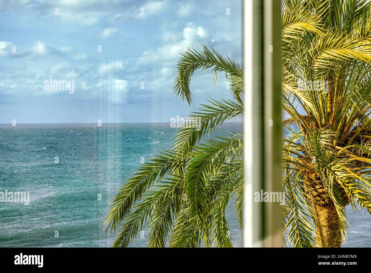 palm tree behind the window Stock Photo - Alamy