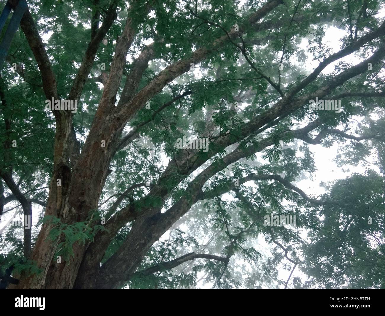 Giant tree with thick branches and green leaves with a light white sky ...