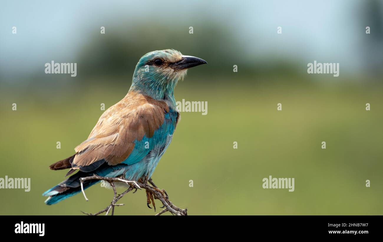 Selective focus of a European Roller (Coracias garrulus) in Kruger ...