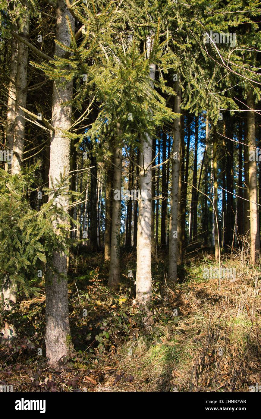 View of tall tree trunks in a forest Stock Photo - Alamy