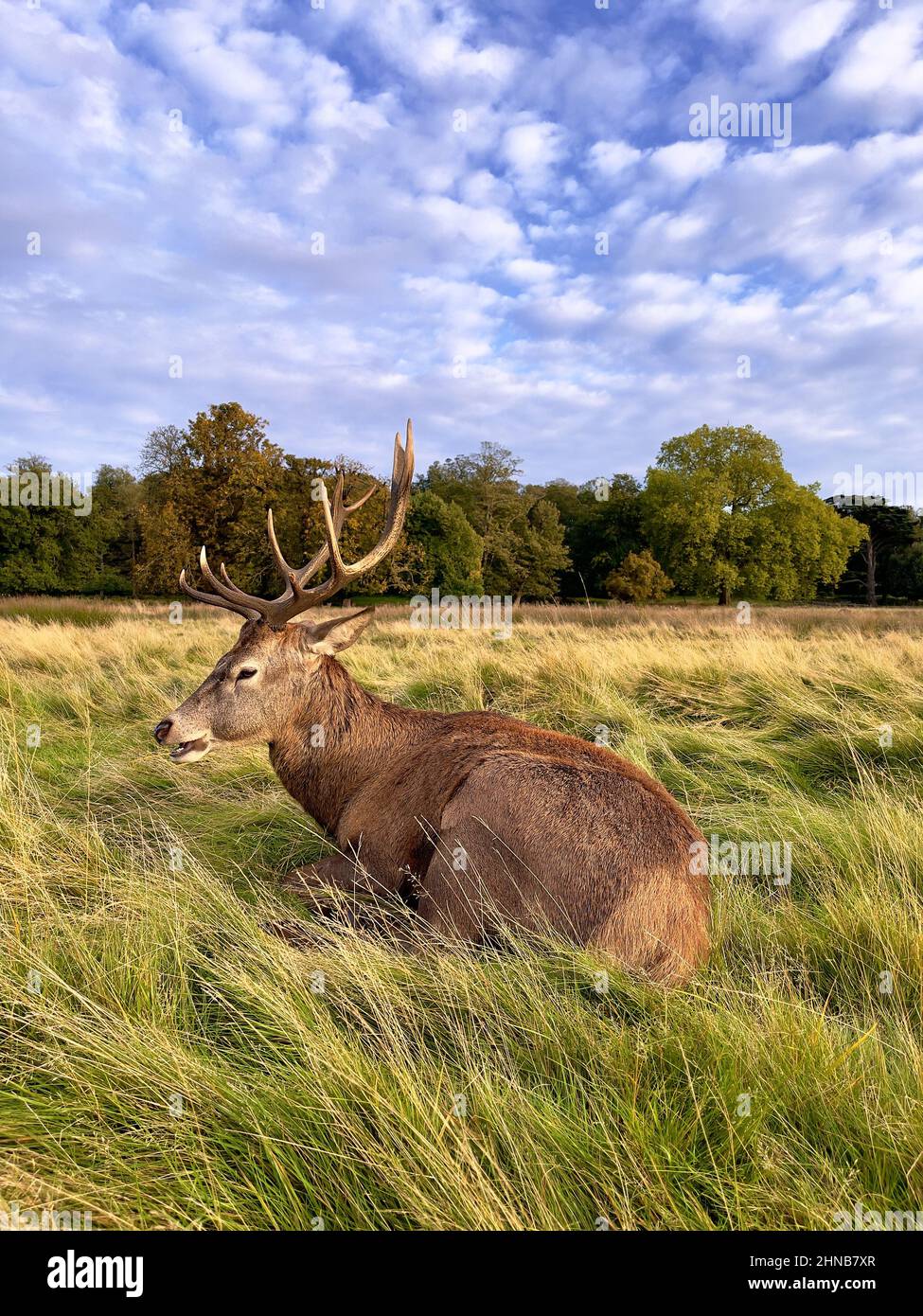 Vertical shot of a giant deer sitting on a field with trees and a ...