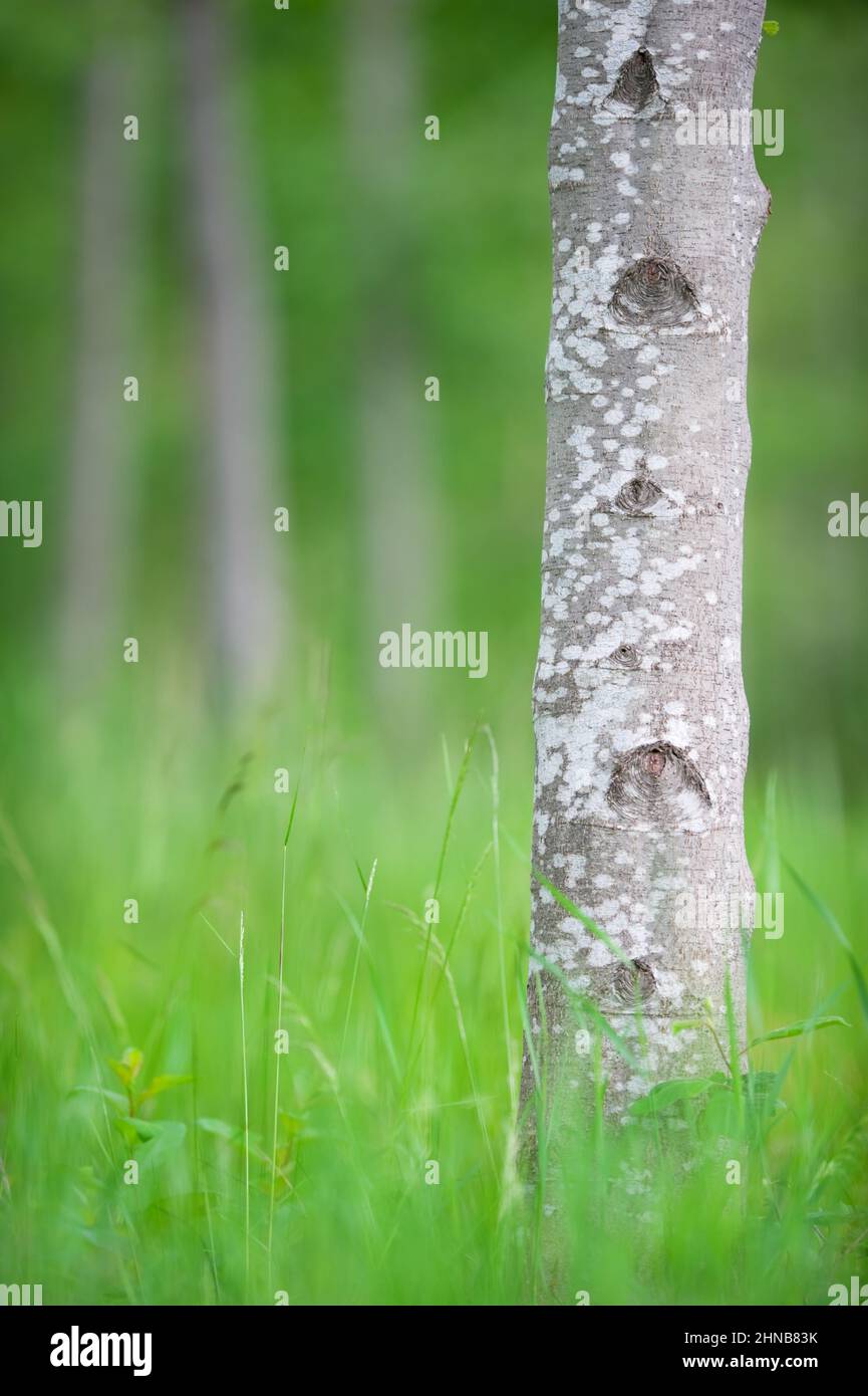Black Alder tree (Alnus glutinosa) trunks. Focus on foreground tree ...