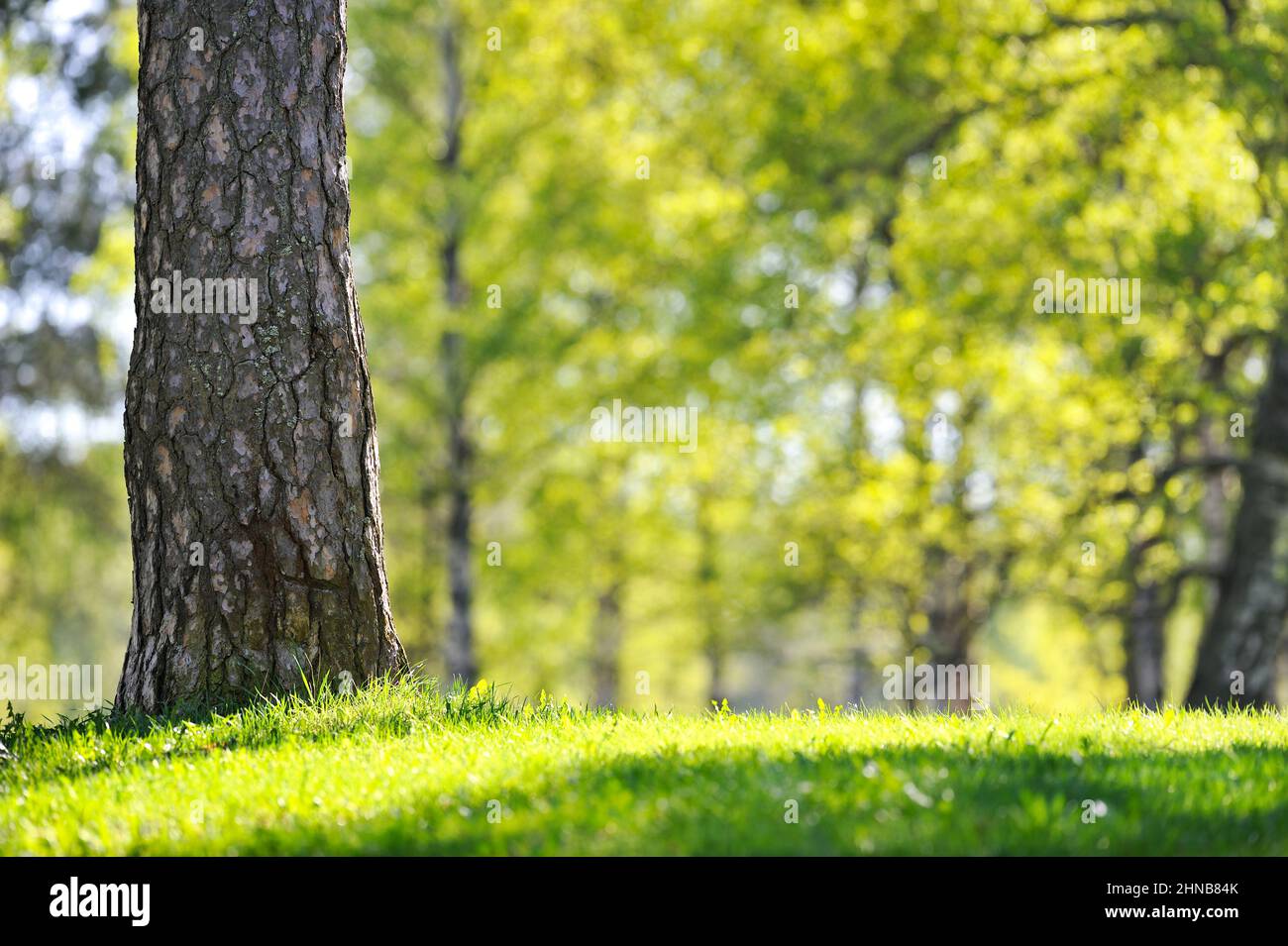 Pine tree trunk detail. Selective focus and shallow depth of field ...