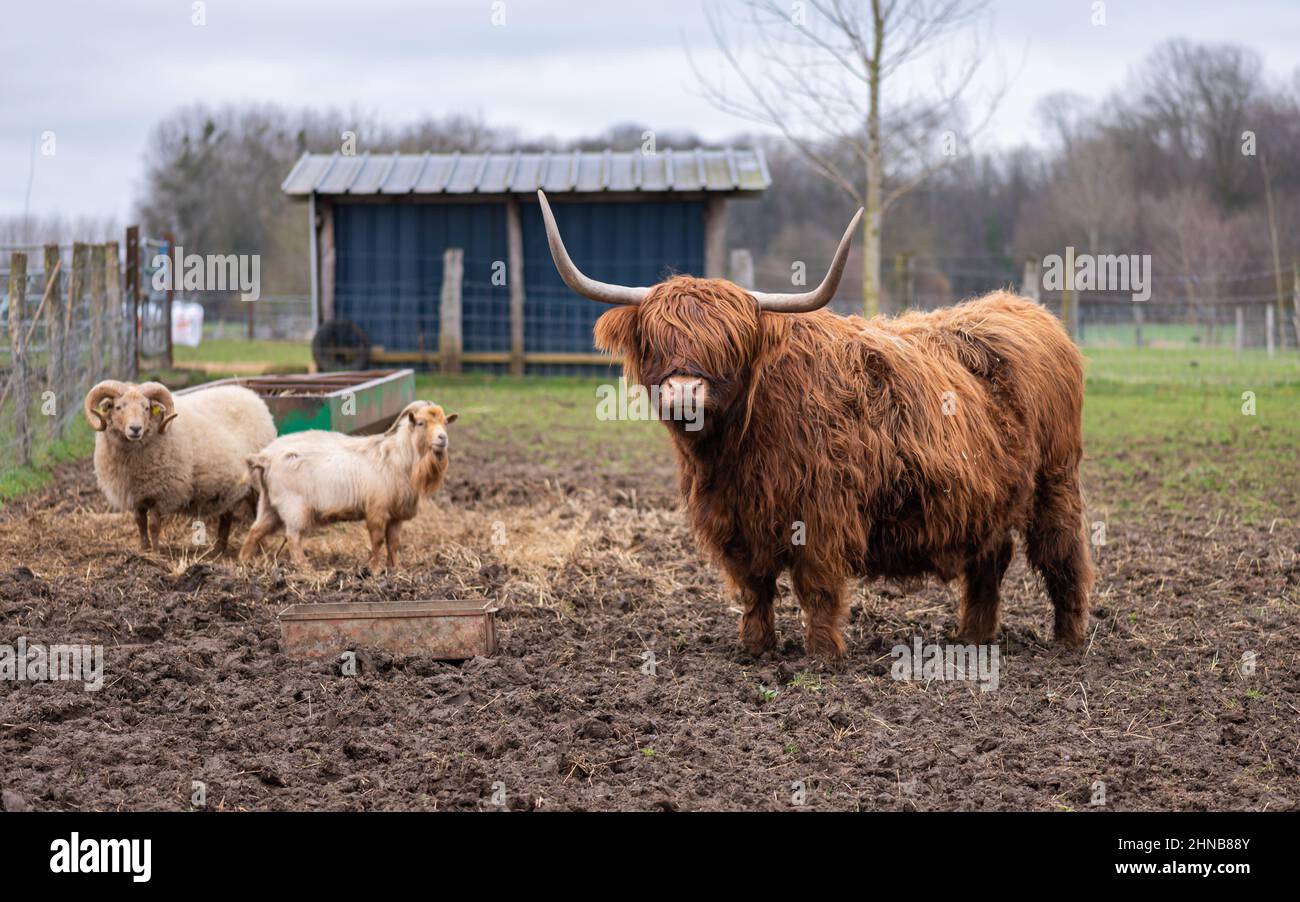 Goat ram horns hi-res stock photography and images - Alamy