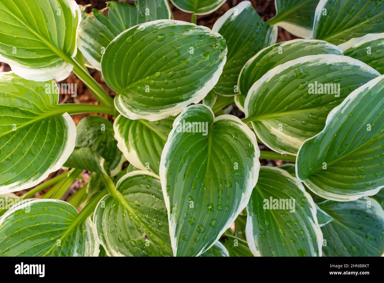 Hosta, "Zager's White Edge Hosta" growing in a spring garden Stock ...