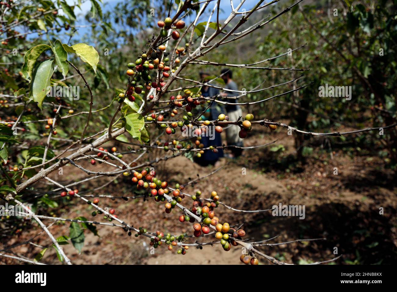 Yemen coffee farm hi-res stock photography and images - Alamy