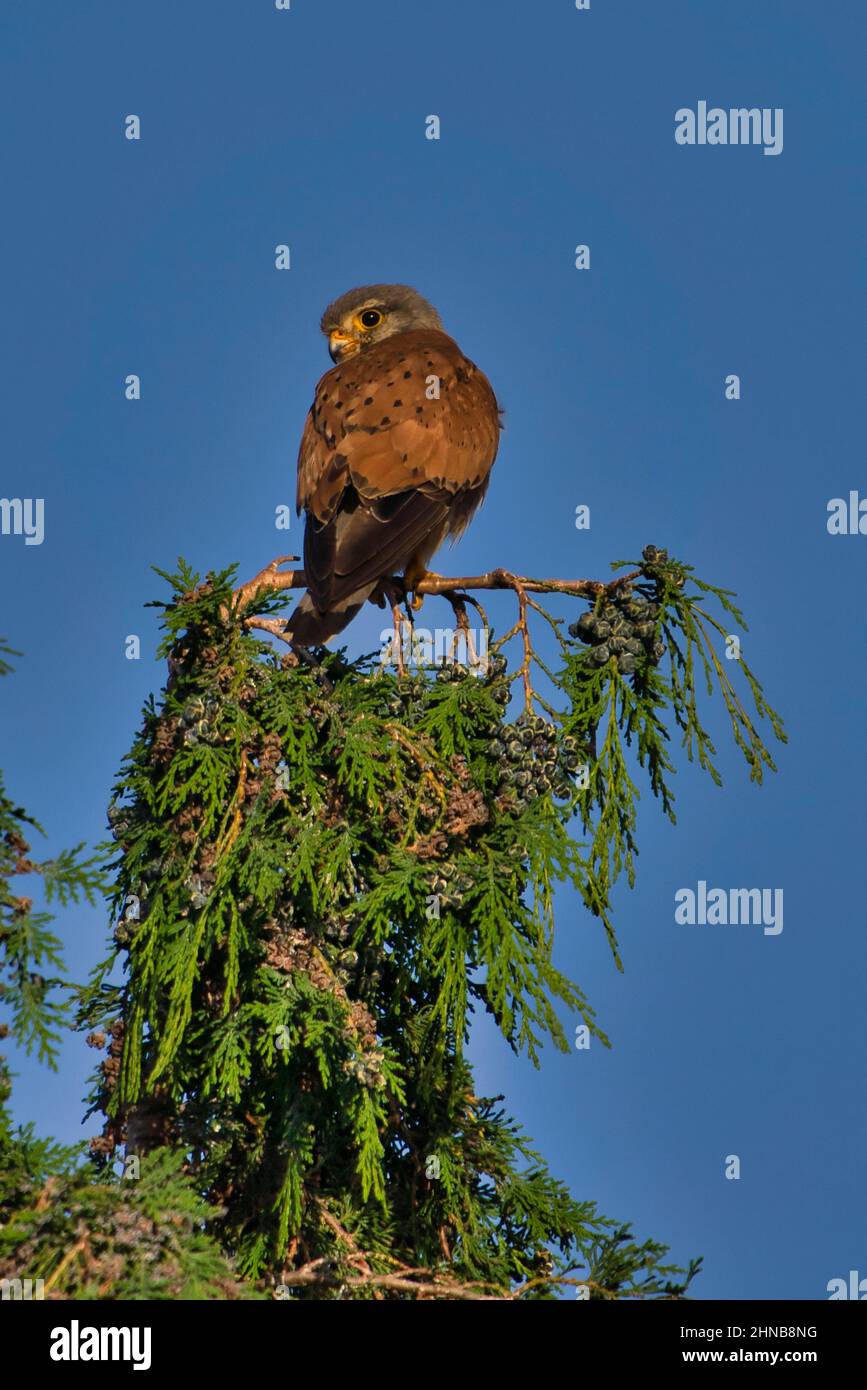 A Kestrel bird of prey on the top of a tree. Falco tinnunculus. Hunted ...