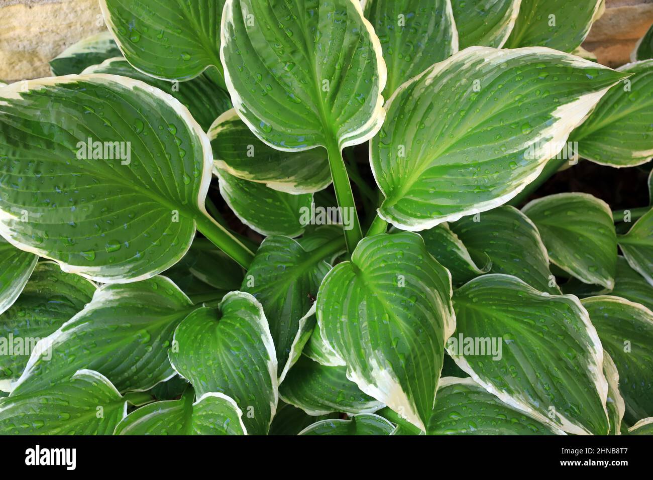 Hosta, "Zager's White Edge Hosta" growing in a spring garden Stock ...
