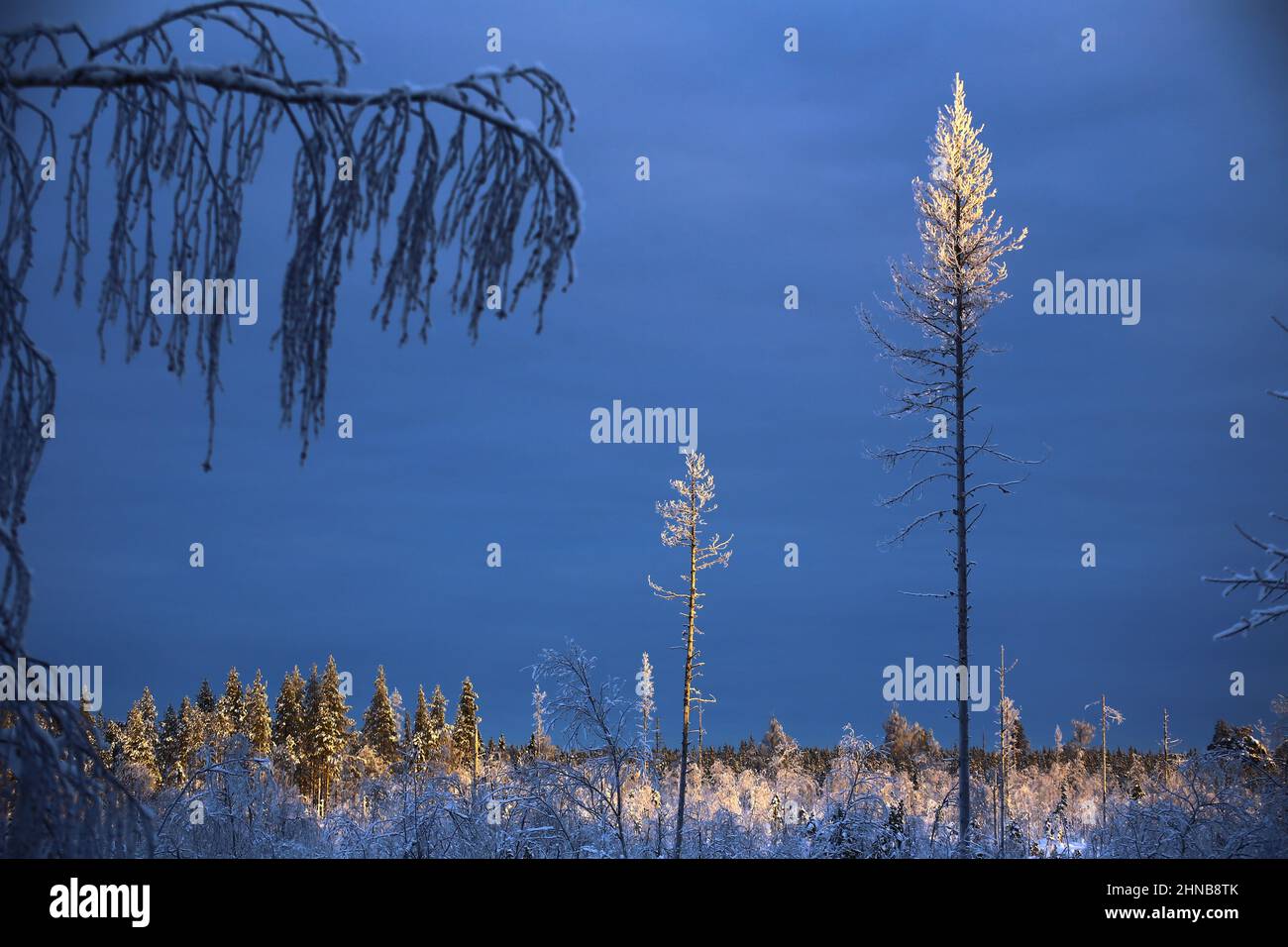 Brightly illuminated trees in Swedish winter landscape Stock Photo - Alamy