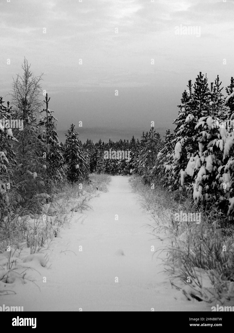 Scandinavian forest in snow Black and White Stock Photos & Images - Alamy