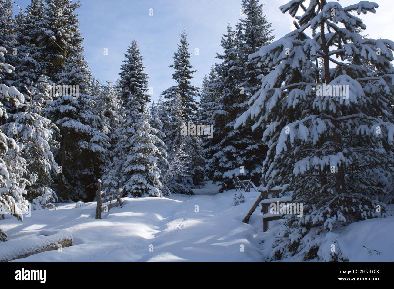 Beautiful landscape with frozen trees in a forest Stock Photo - Alamy
