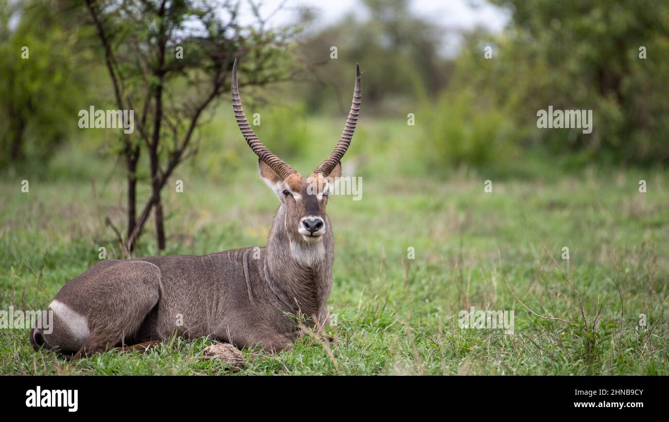 Brown waterbuck bull (male) in Kruger National Park, South Africa Stock ...