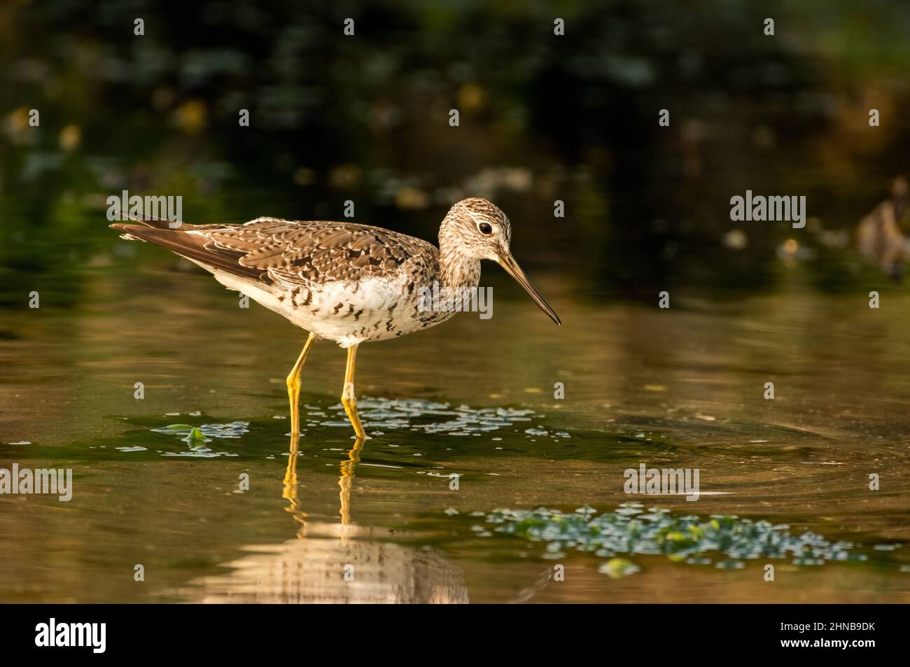 Shallow focus of a Greater Yellowlegs shorebird in Cattle Point ...