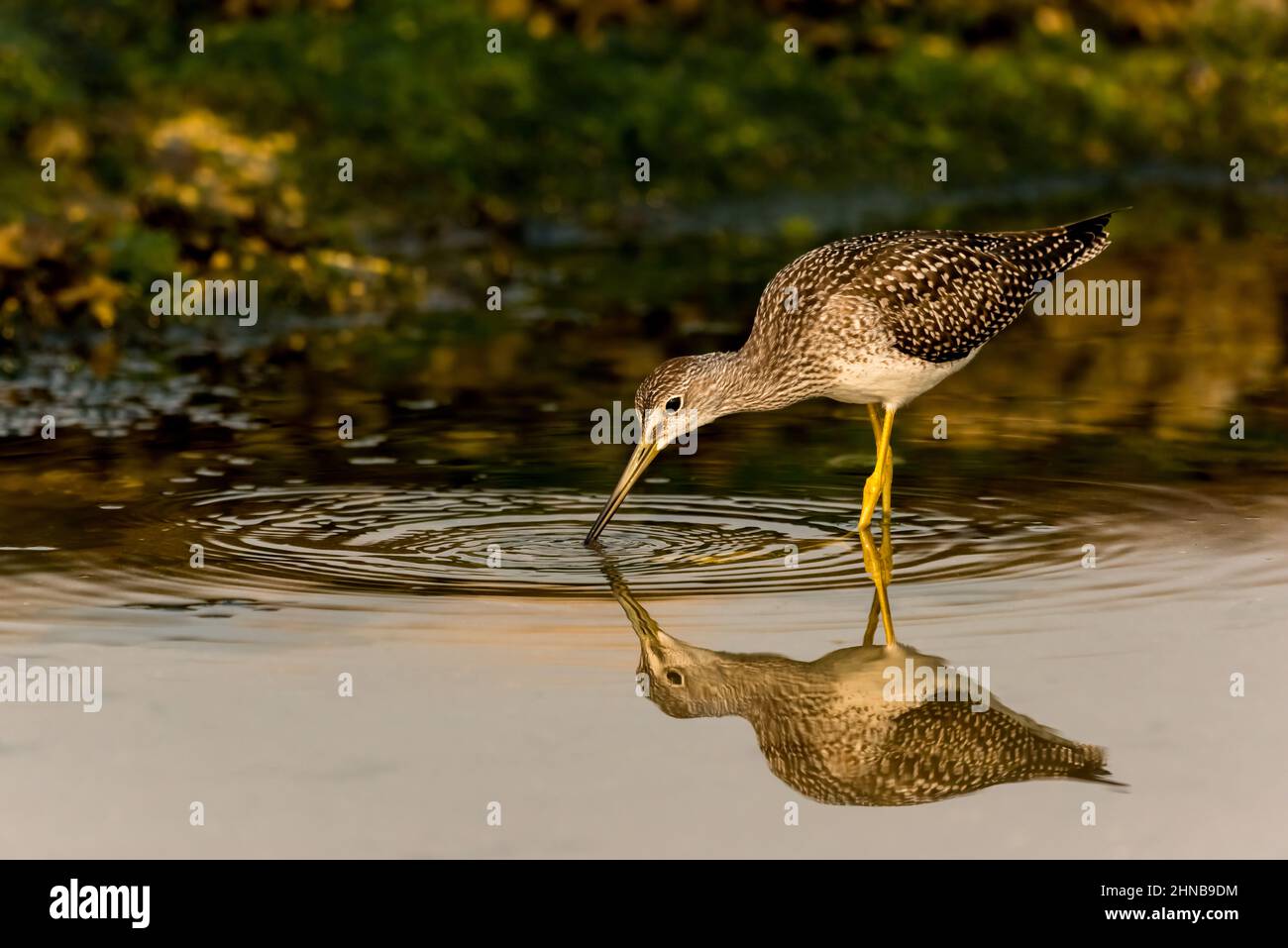 Shallow focus of a Greater Yellowlegs shorebird drinking water in ...