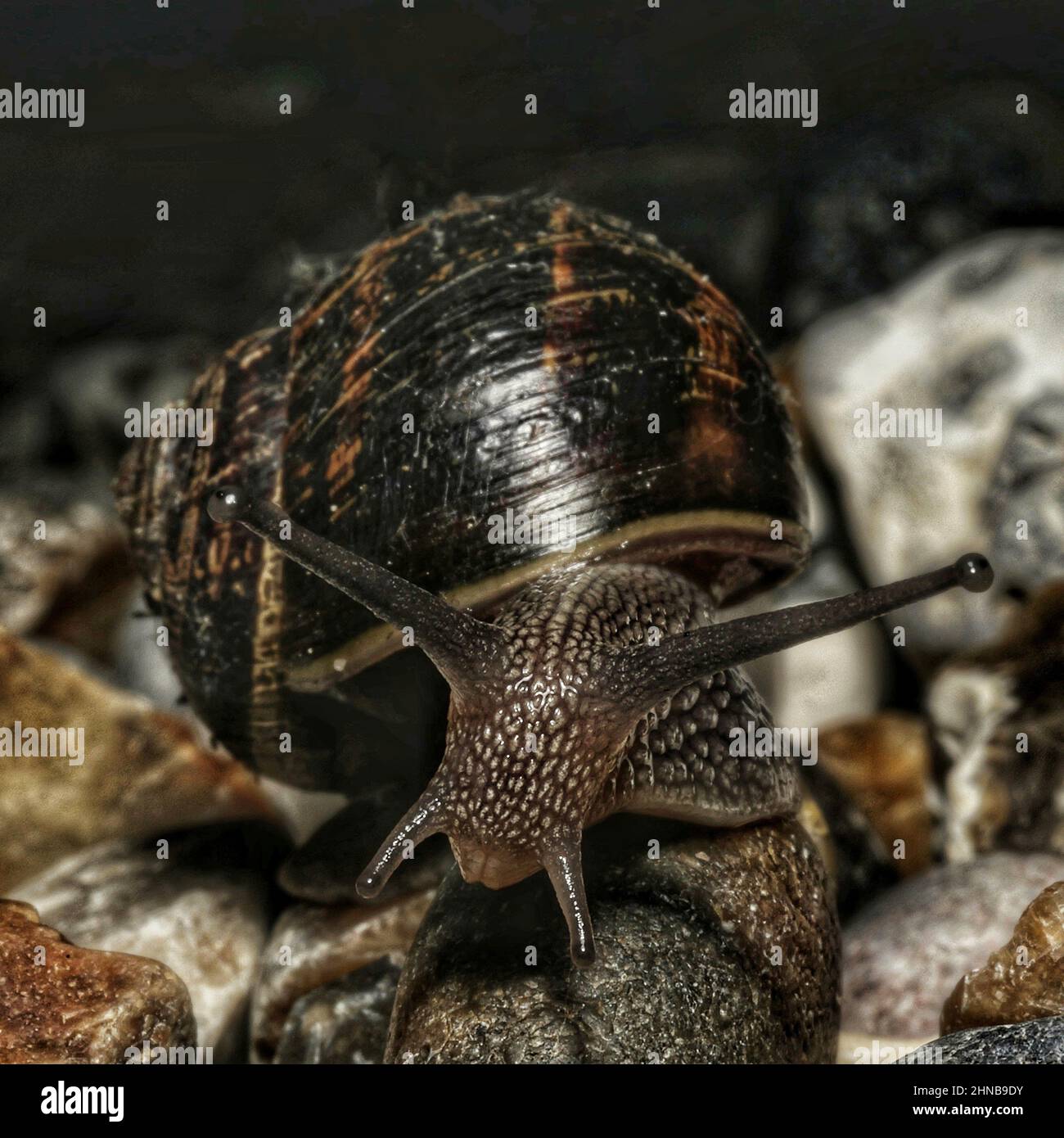 Closeup of a snail slowly walking on the rocks Stock Photo - Alamy