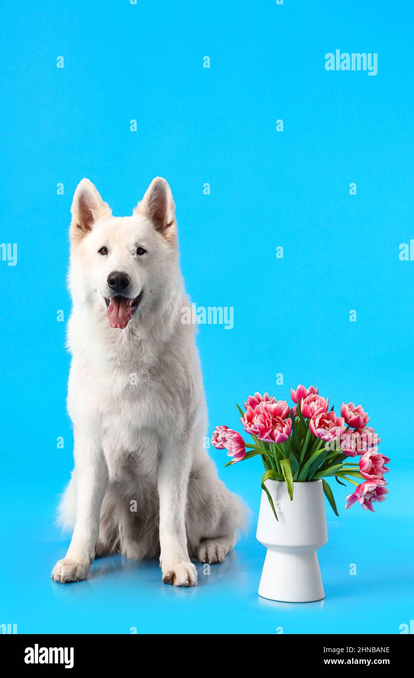 Cute dog with bouquet of flowers on blue background Stock Photo - Alamy