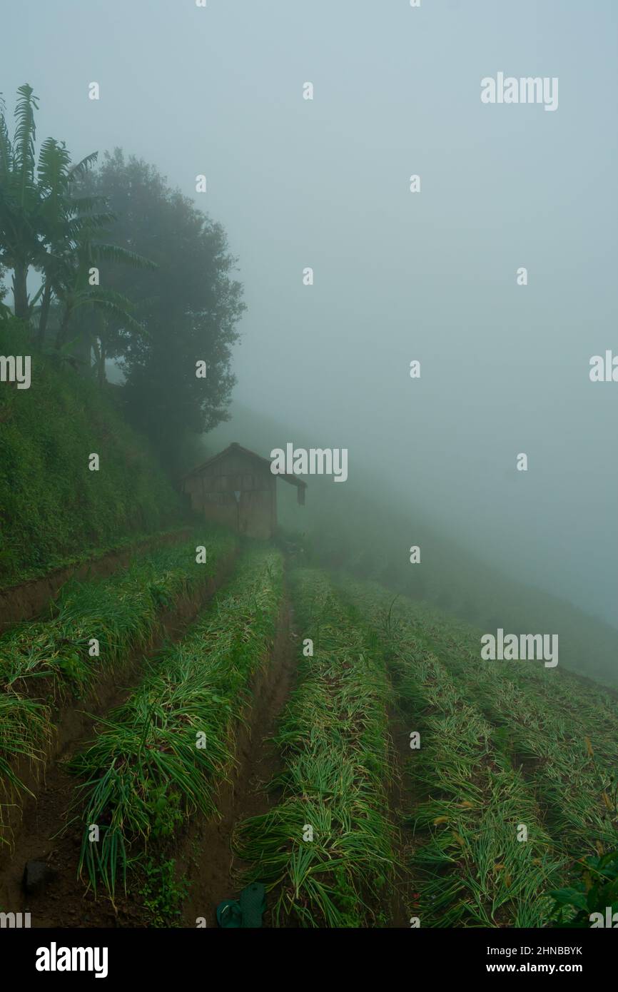 Kuningan city hi-res stock photography and images - Alamy